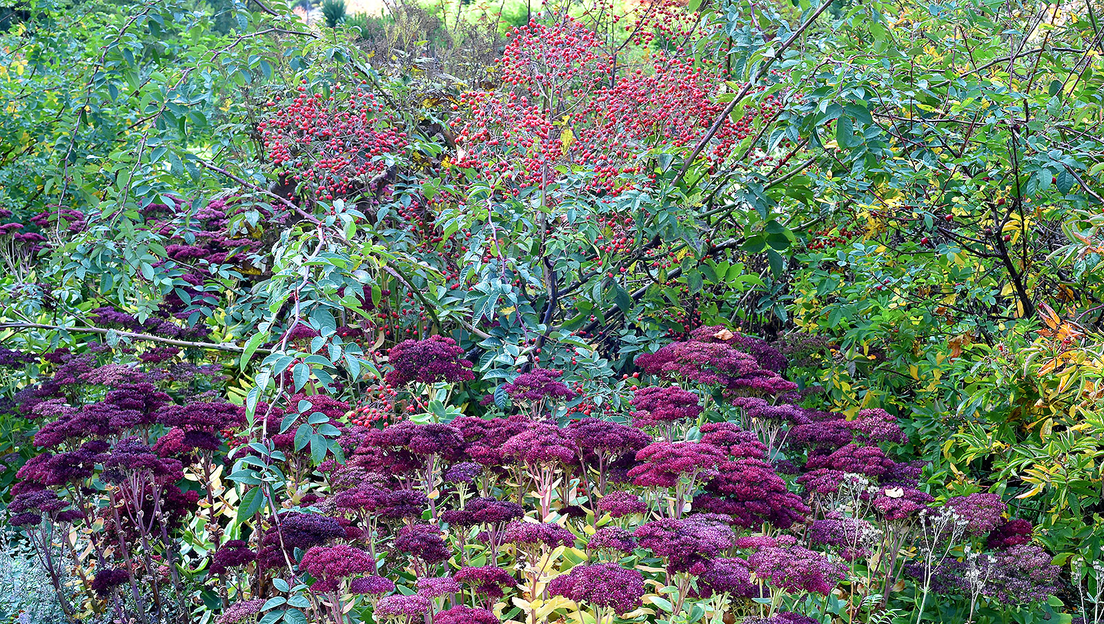 Complementary Contrasts from Plant Combination | Dunedin Botanic Garden ...