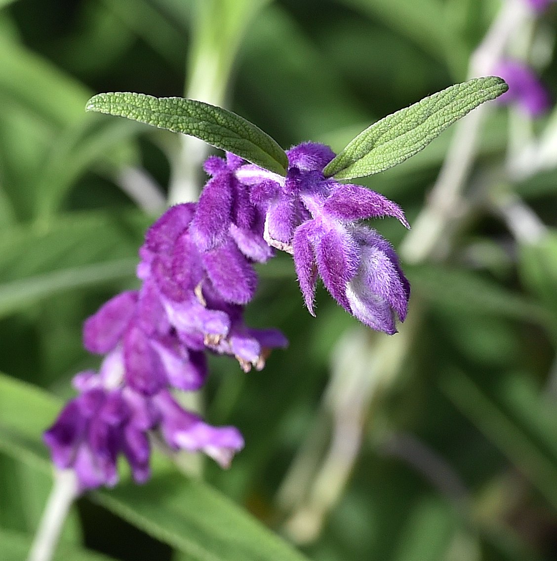 Hairs Help Salvia Survive | Dunedin Botanic Garden Official Website