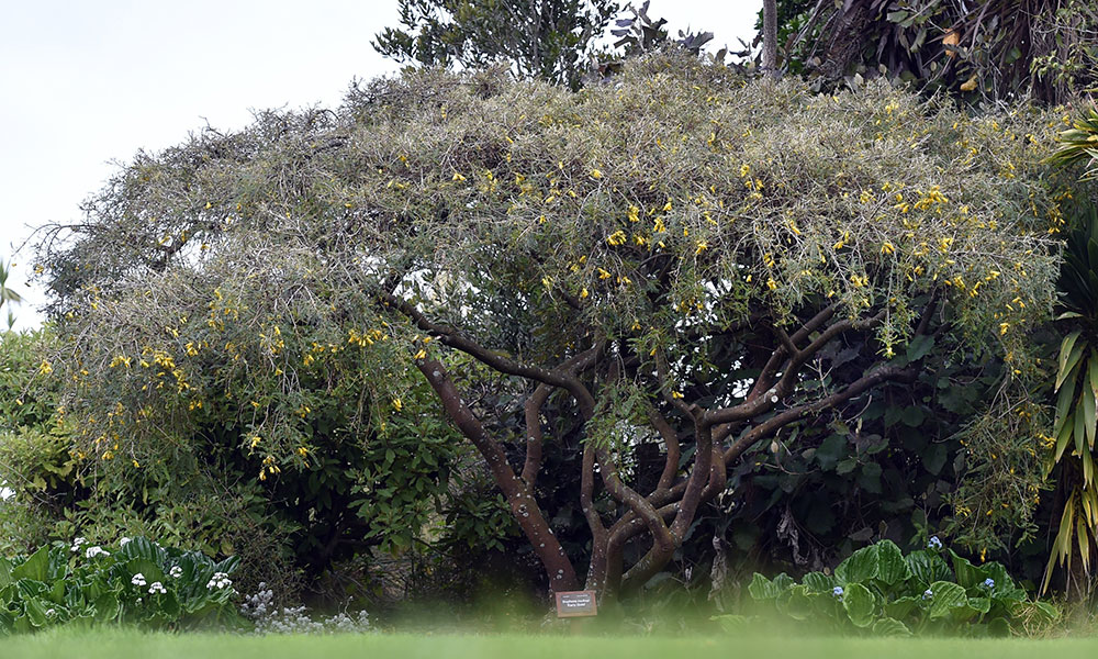Golden Sign of Spring Pleases Many | Dunedin Botanic Garden Official ...