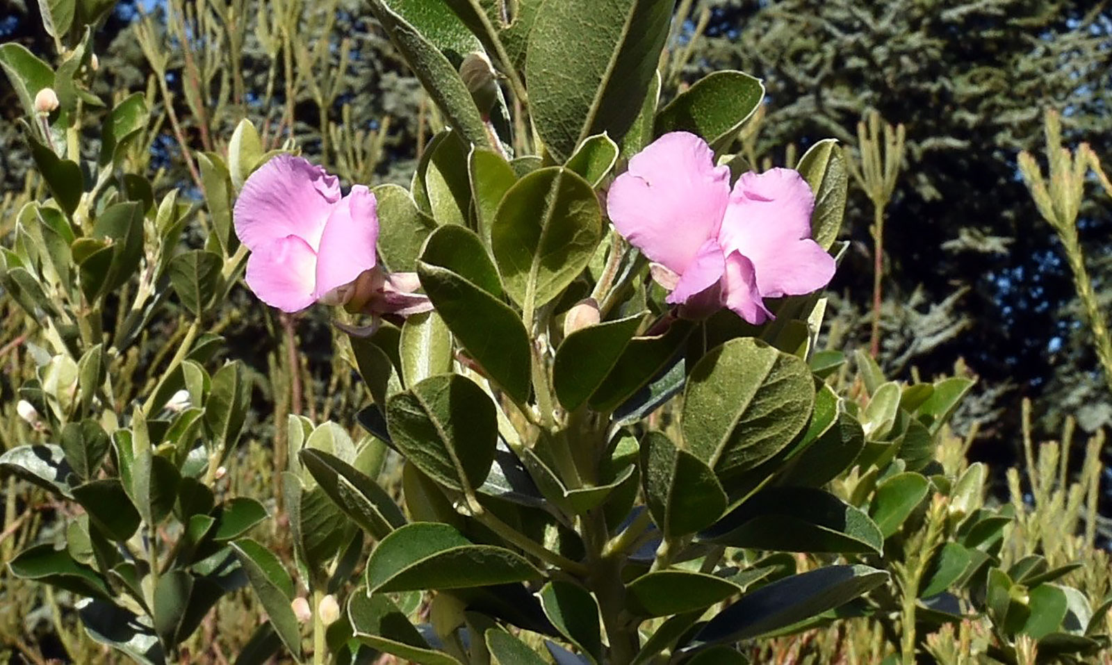 Fragrant Smell of Spring | Dunedin Botanic Garden Official Website