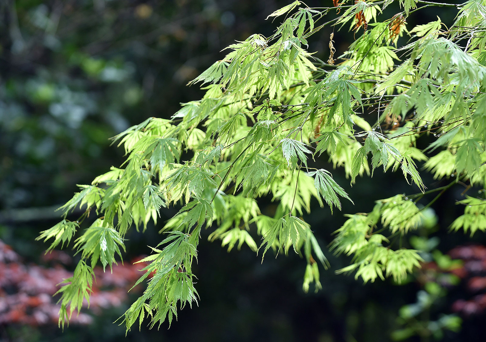 Maples Ping in Spring | Dunedin Botanic Garden Official Website
